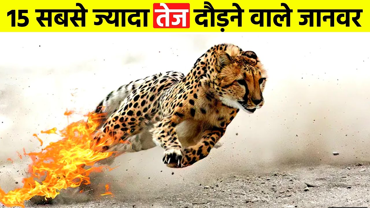 Top 15 Fastest Animals in the World || दुनिया के 15 सबसे तेज़ जानवर ...