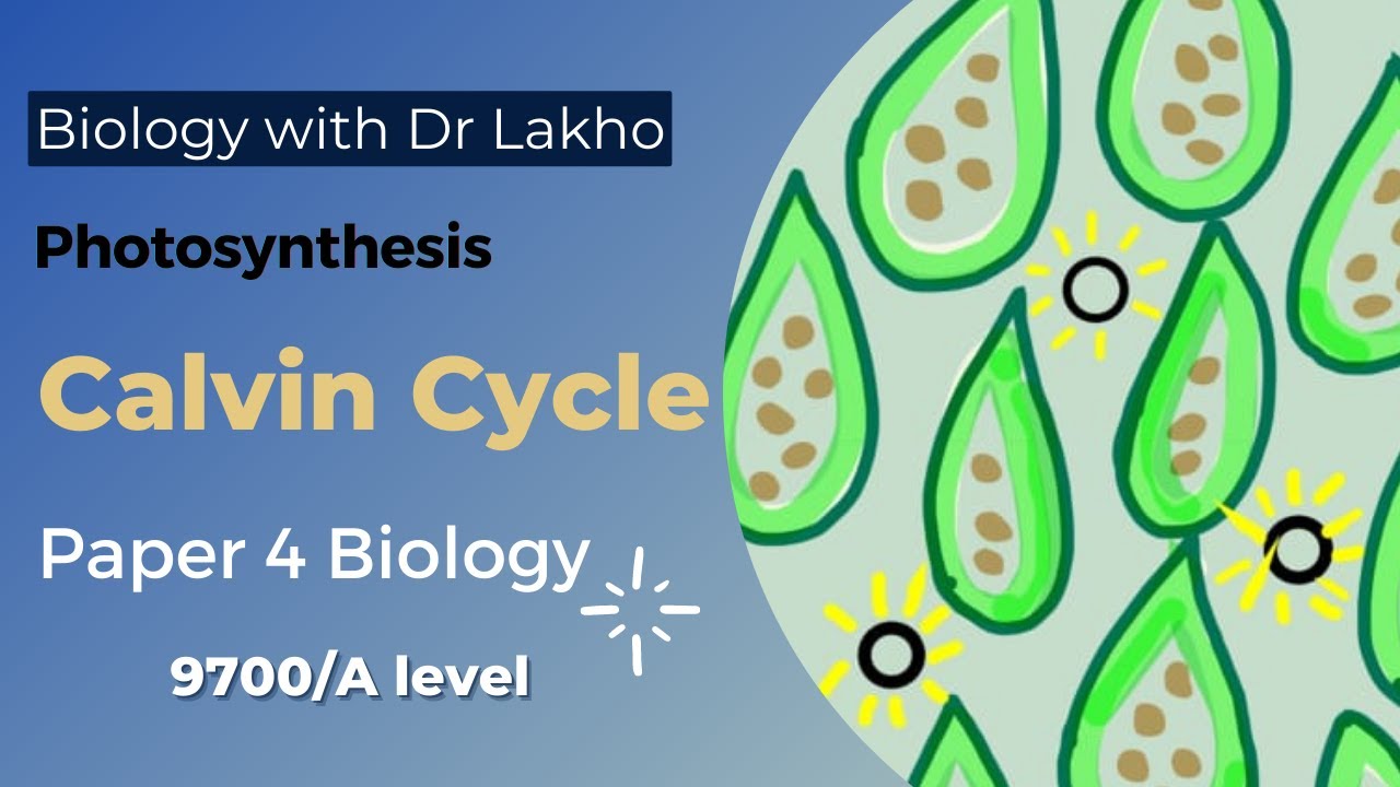 Calvin Cycle | 9700/A2 Level Paper 4 | Biology with Dr Lakho - YouTube