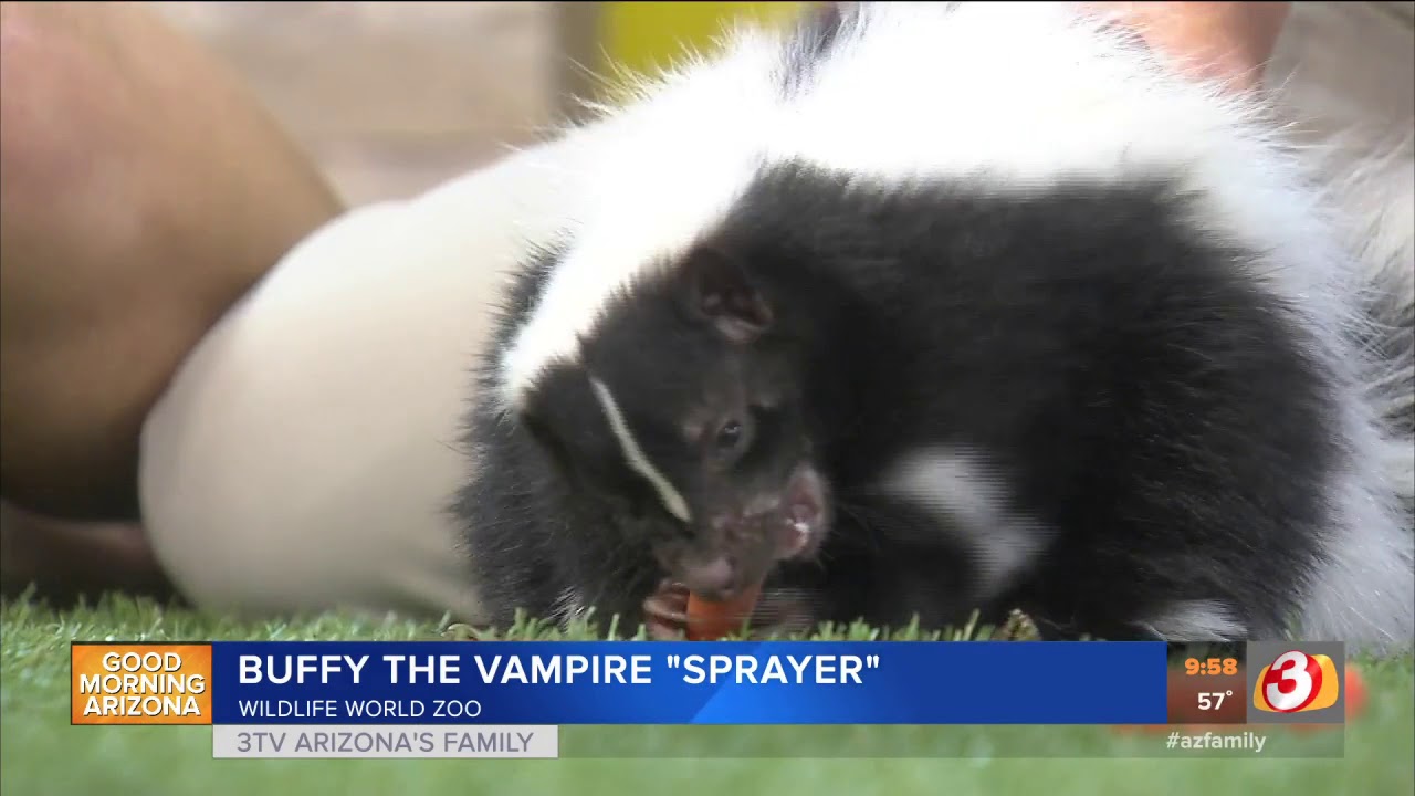 VIDEO: Buffy the Vampire Sprayer is cutest baby skunk - YouTube