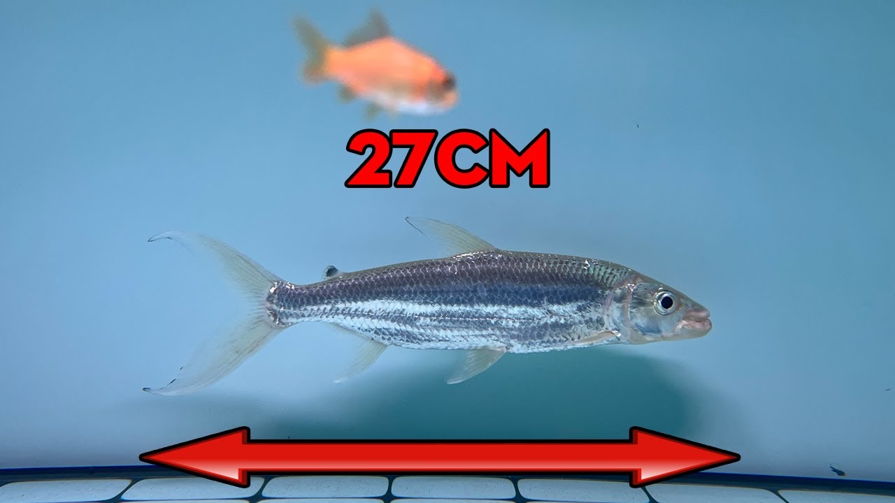 Cá hổ CONGO GOLIATH hiện tại như thế nào ?!? #hugoduong - YouTube