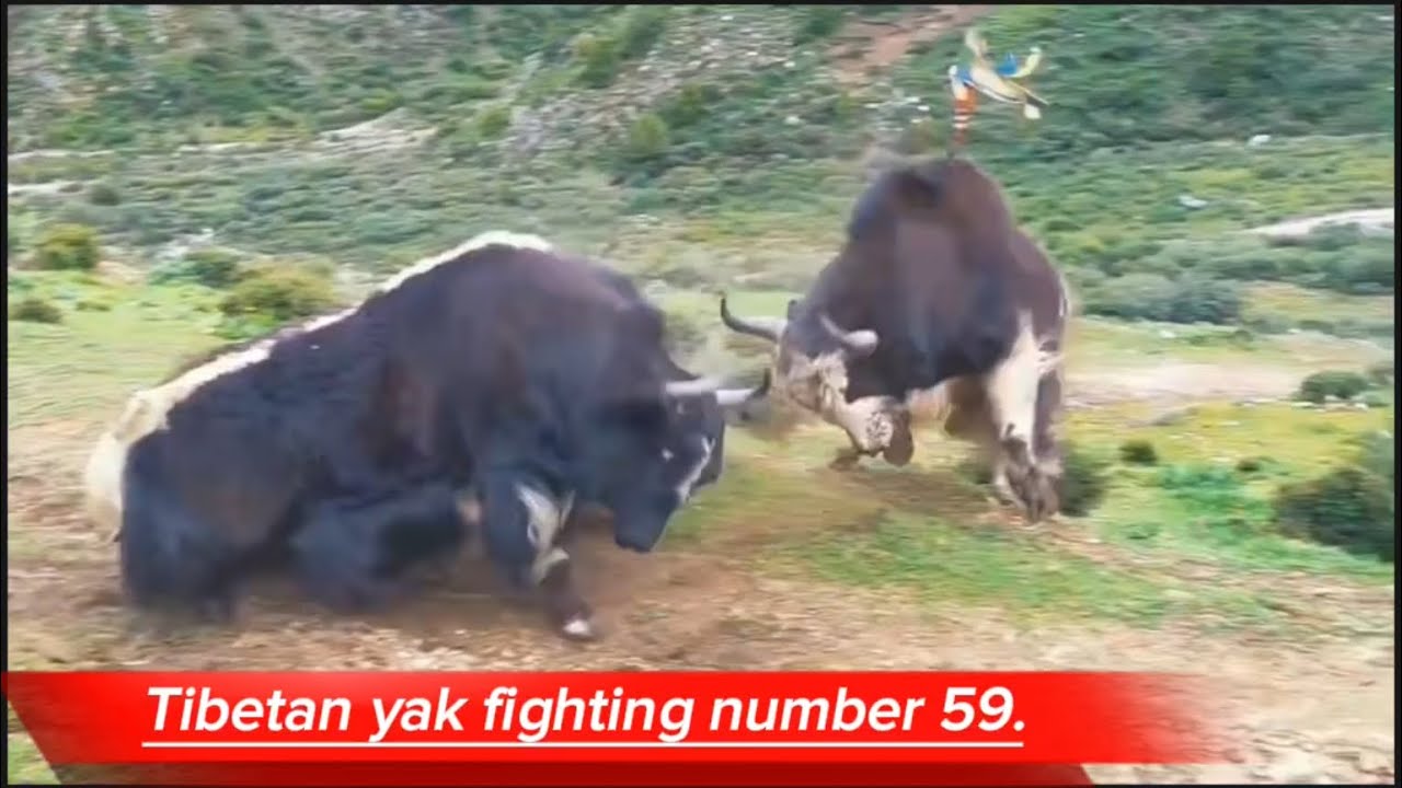 Tibetan yak fighting number 59. - YouTube