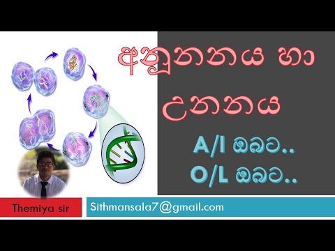 A/l biology Sinhala | ඌනනය හා අනූනනය | meiosis and mitosis | grade 12 ...