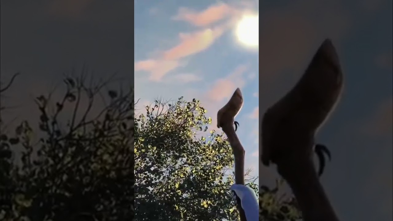 hanuman ji eating sun #lord #hanumanji #shorts - YouTube