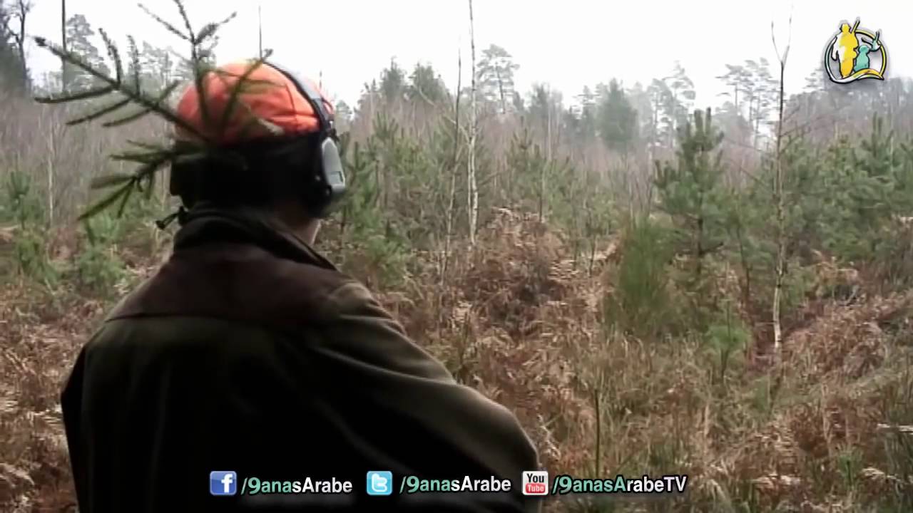 Top 10 Best-shots-wild board hunting - YouTube