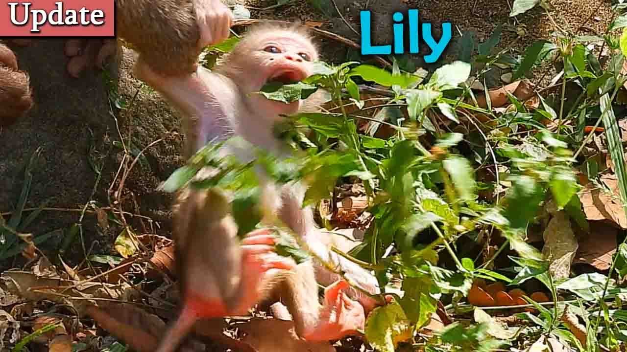 TOO_____HUngry! Monkey Libby hug & nurse Lily full day, Libby drop Lily on ground to take mango ...