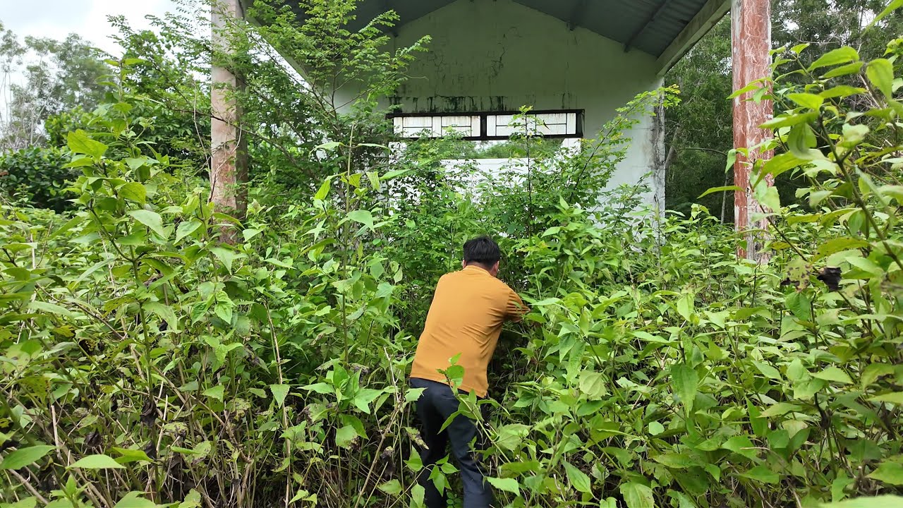 Abandoned Old House Clean up After Years | Overgrown Garden & Hidden ...