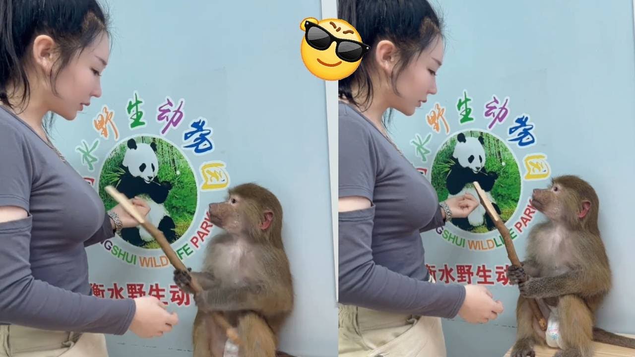 Baboons are really smart! They can understand human language and are ...