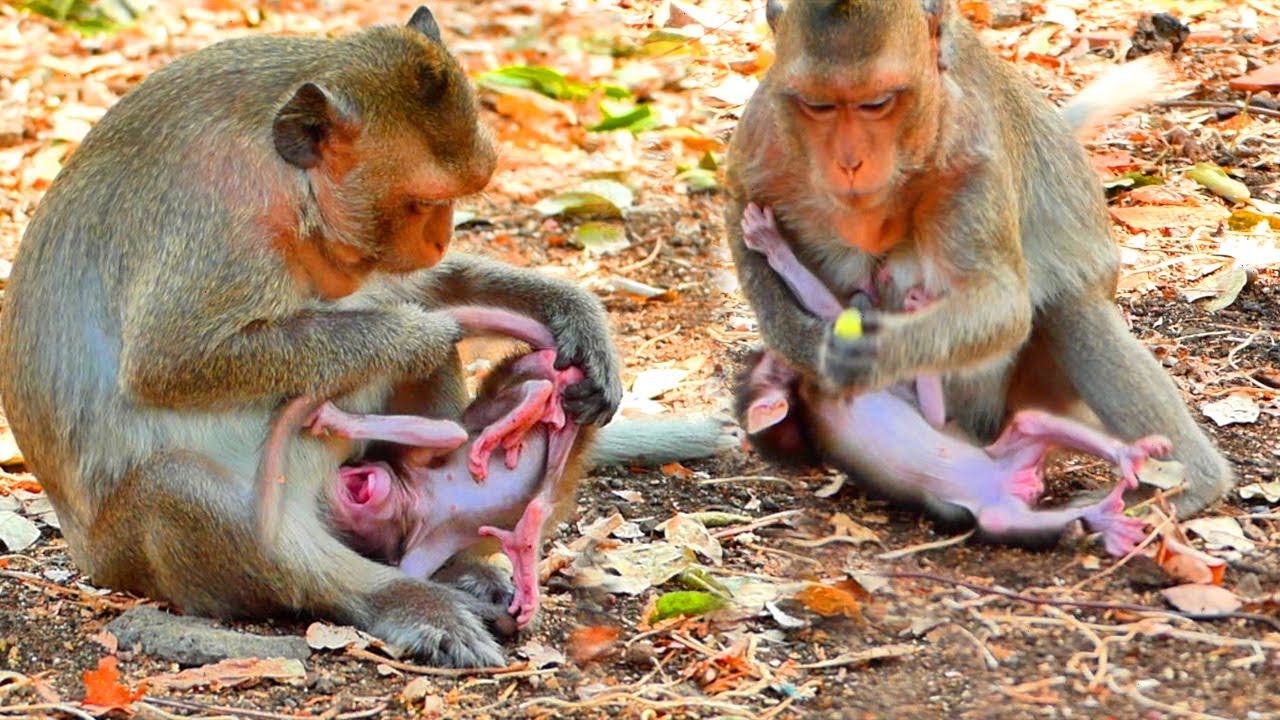 OMG ! Mama MESSI lack skill take care baby tiny MALA - when Baby cute ...