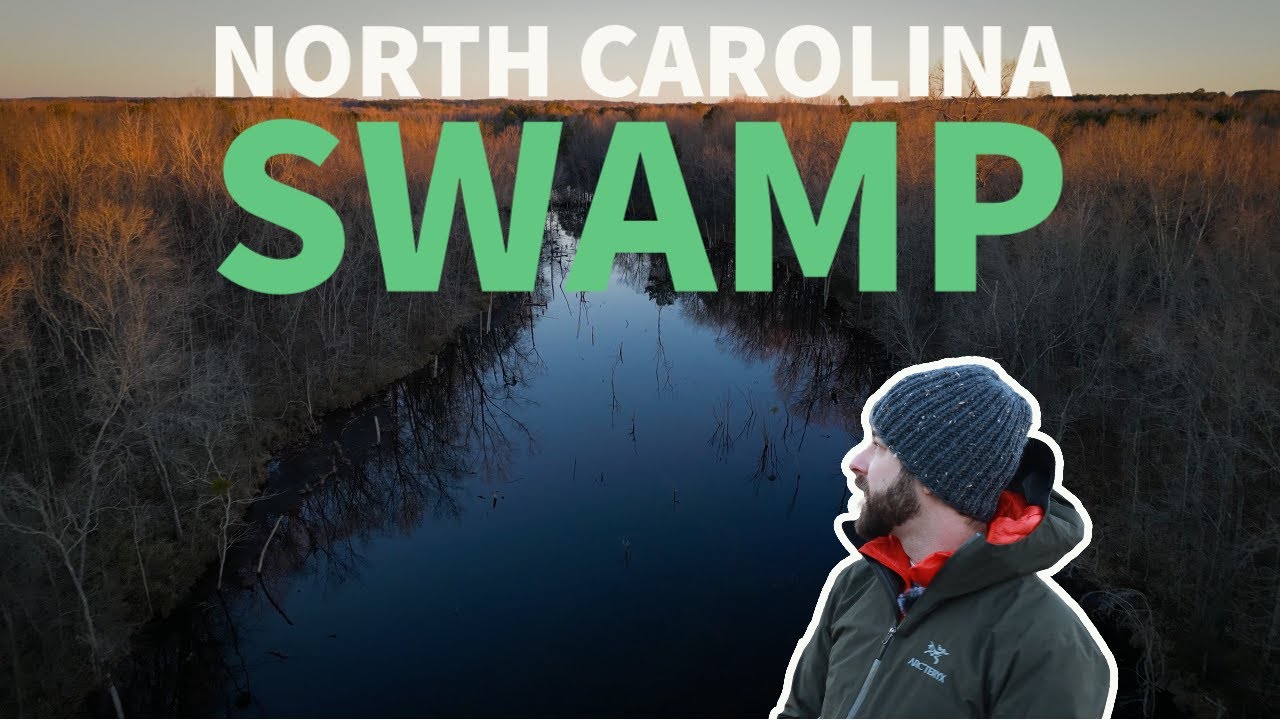 Swamp Photography // A North Carolina Swamp in the Winter // A Relaxing ...