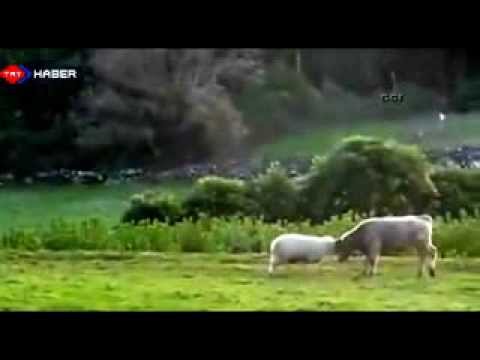 koçun, tosuna kafa atma dersi