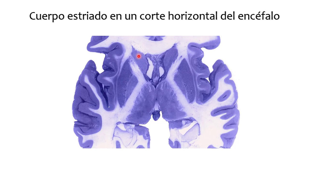 Cuerpo Estriado - YouTube