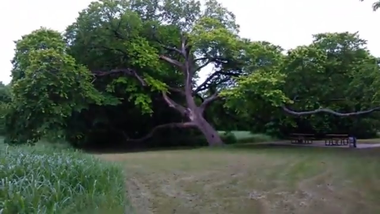 200 year old tree - YouTube