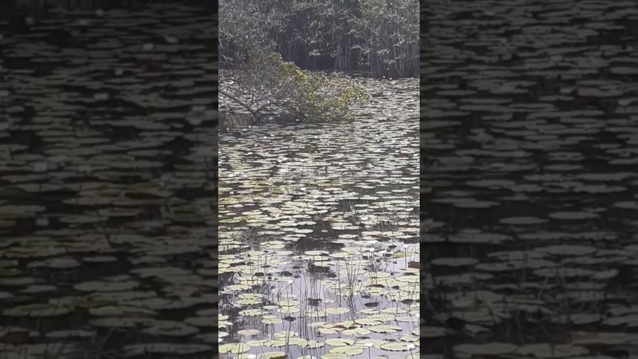 natural water tank - YouTube