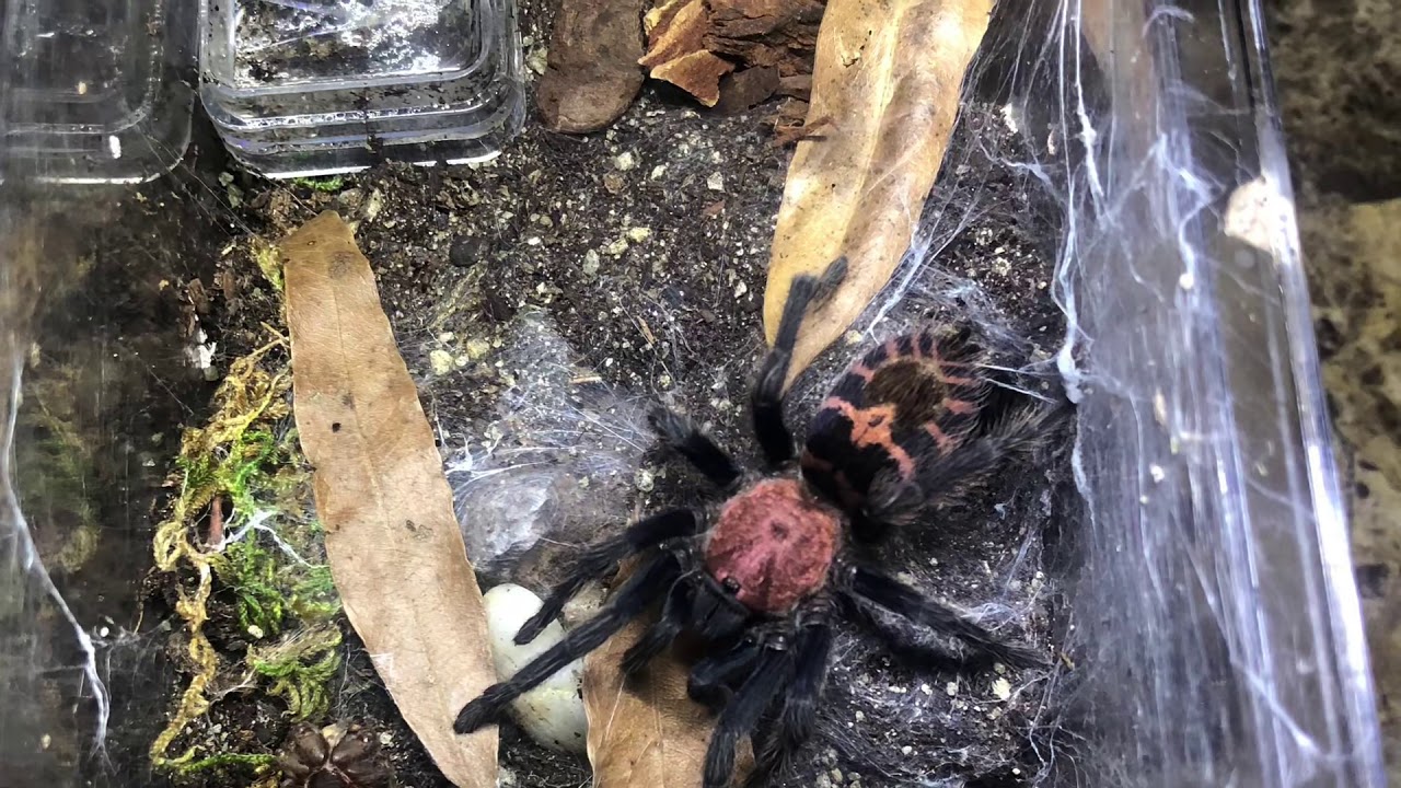 Guatemalan tiger rump x Davus pentaloris - YouTube