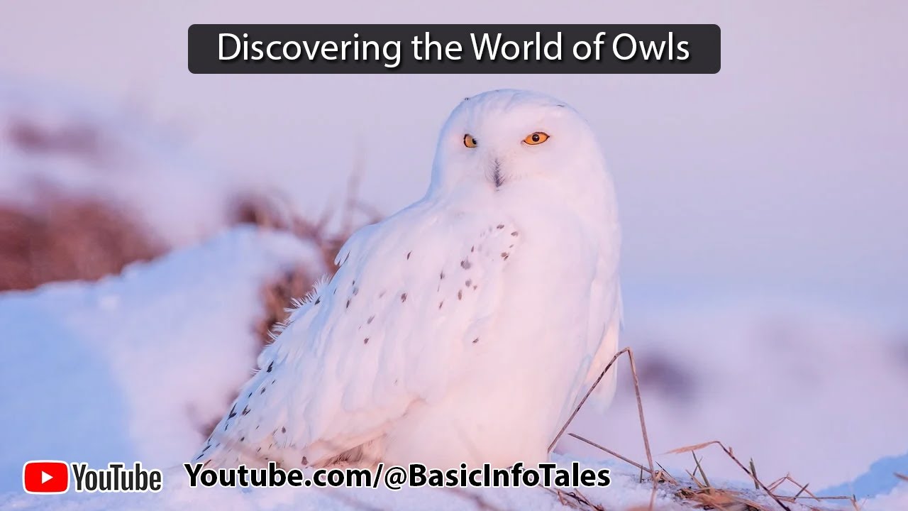 Discovering the World of Owls - YouTube