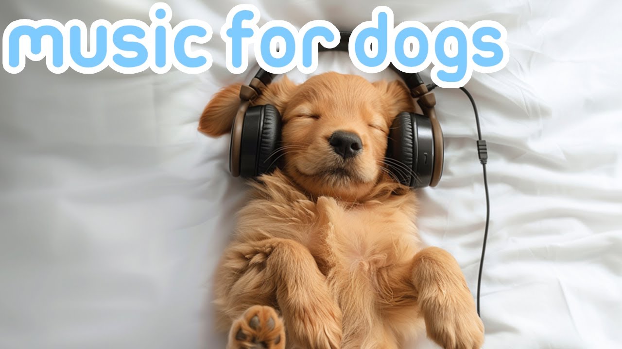 20 HOURS of Dog Music: Ambient Soundscape Music to Aid Your Dog in Deep ...