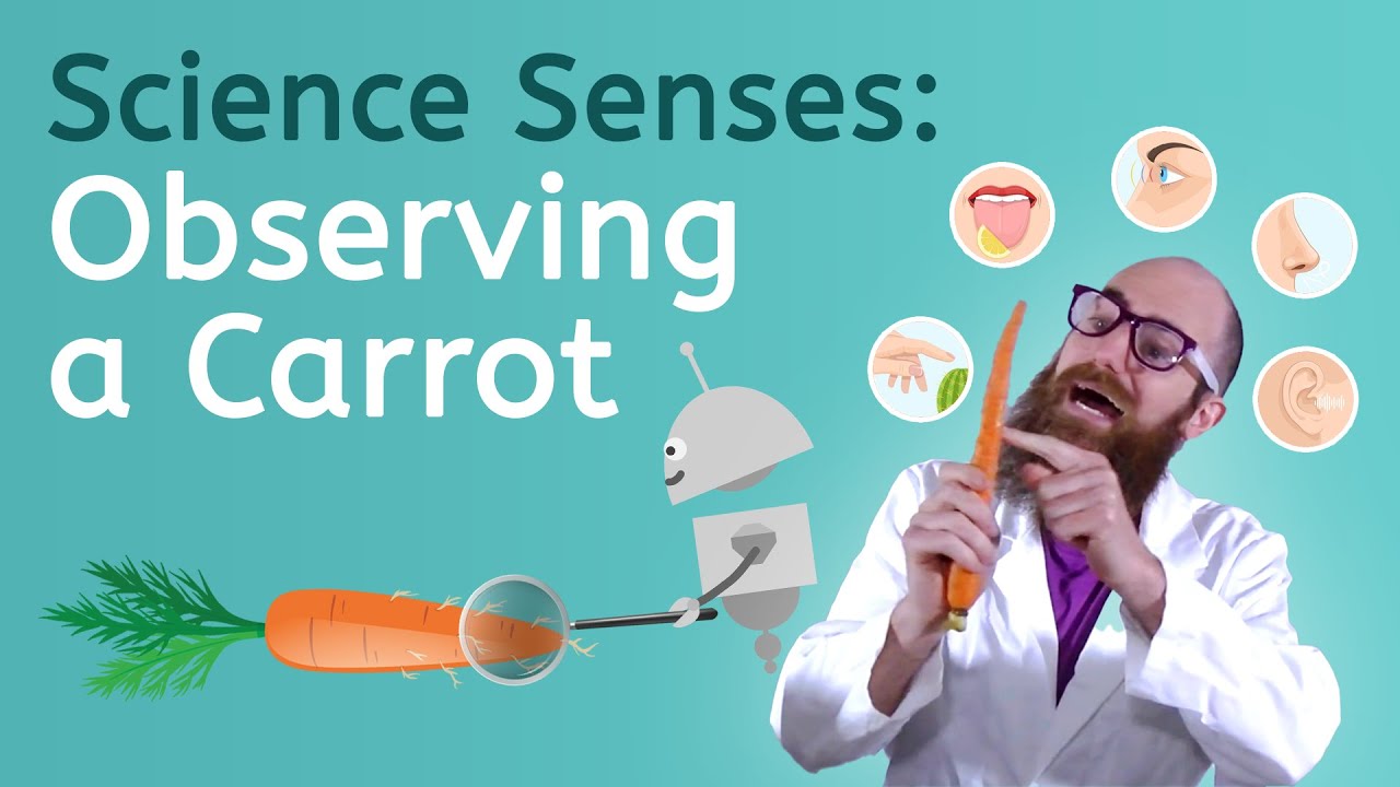 Science Senses: Observing a Carrot - Science for Kids! - YouTube