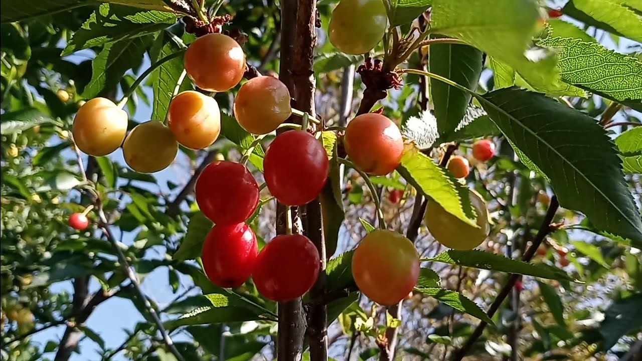 how to create a microclimate for your 🍒 cherry tree in hot zones? - YouTube