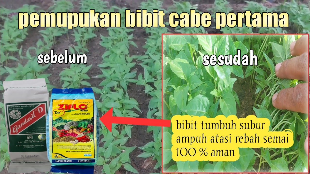 pemupukan pertama bibit cabai dan cara mengatasi rebah semai/uji coba ...