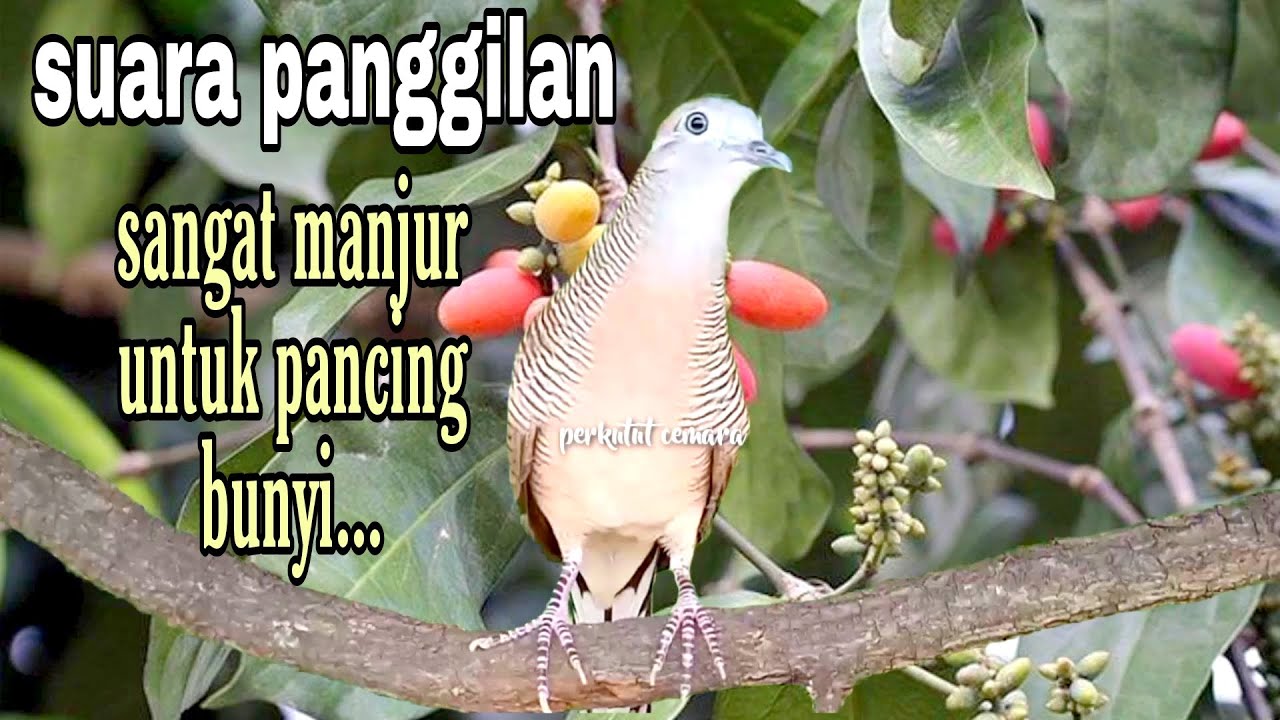 Perkutut lokal gacor suara panggilan sangat manjur untuk pancing bunyi ...