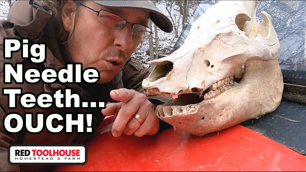 Wolf Teeth, Needle Teeth, and Tusks - Are they all the same? - YouTube
