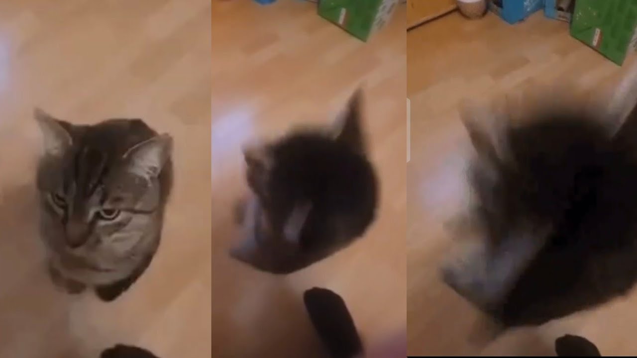 Cat Jumping Memes - YouTube