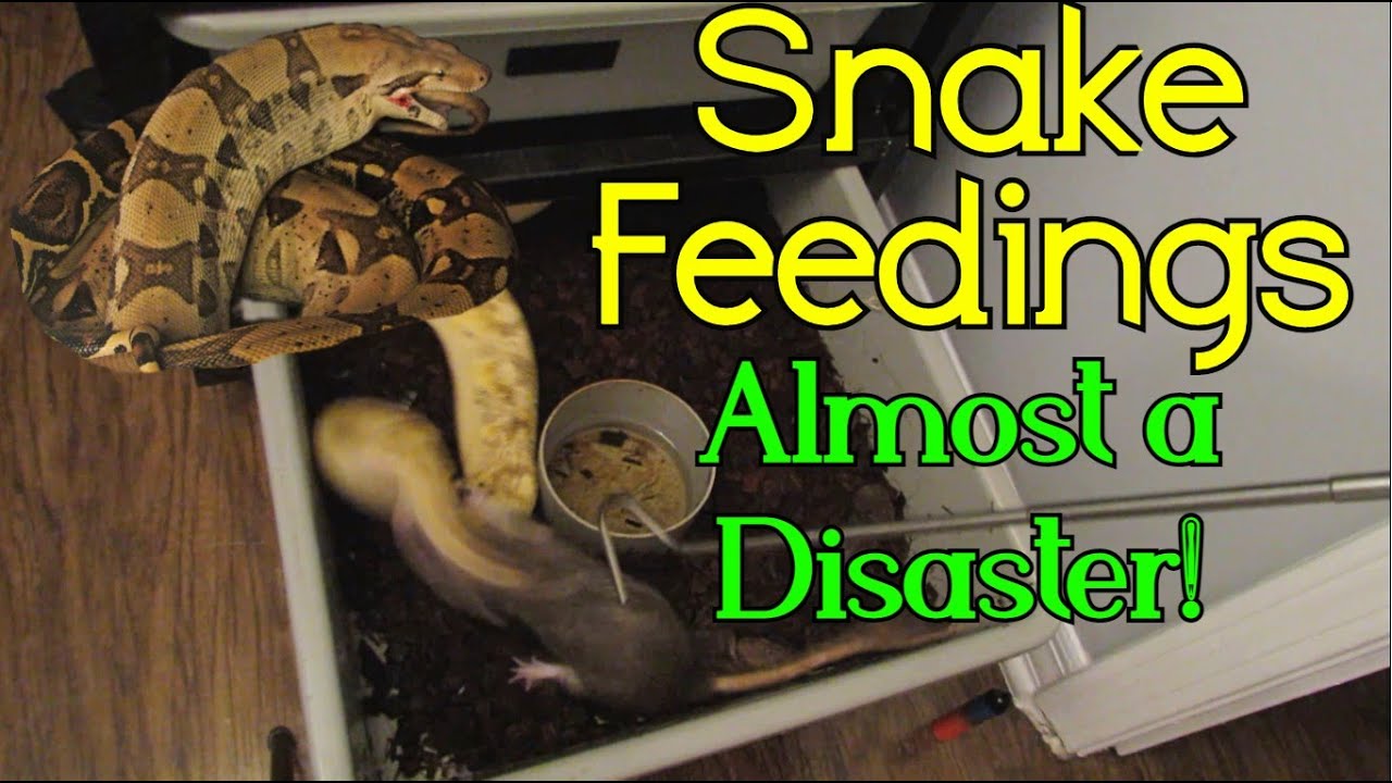 (this was almost bad) Boa / Ball Python Feedings | Ball Pythons 101 | Snake Feeding - YouTube