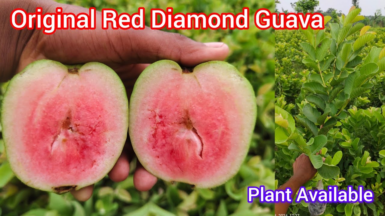Japanese red diamond guava plant available Contact. 7432861939 - YouTube
