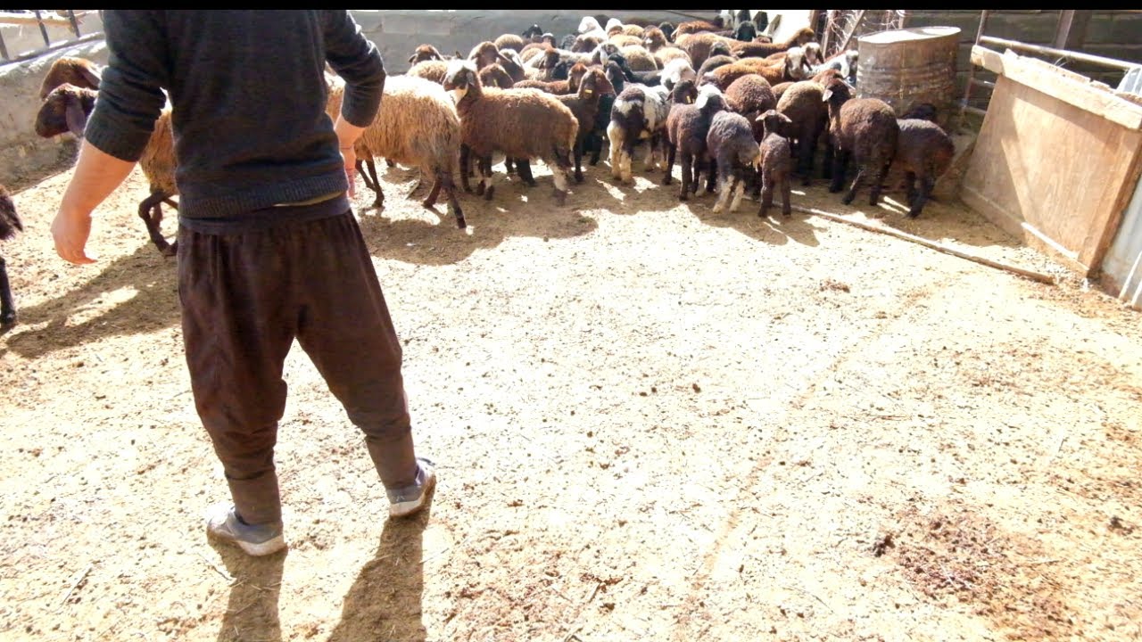 How they make Baby Lambs separate from their mothers :) - YouTube