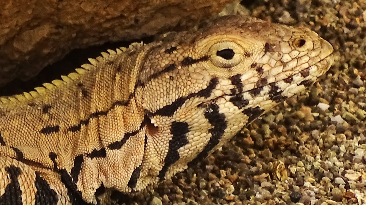 Lagartija de Tumbes / Microlophus peruvianus - YouTube