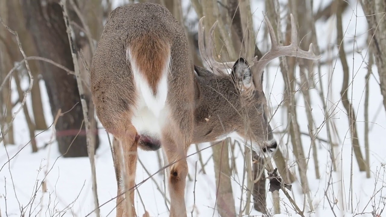 2020 S/E Wisconsin Whitetails IV - YouTube