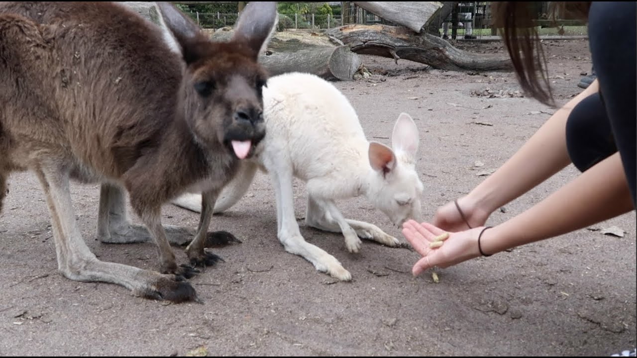 KANGAROOS UP CLOSE (Caversham Park & Perth Zoo) - SAM'S ENCOUNTER WITH ...