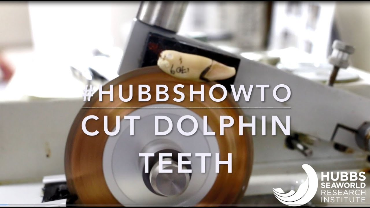 HSWRI - How to Cut Dolphin Teeth - YouTube