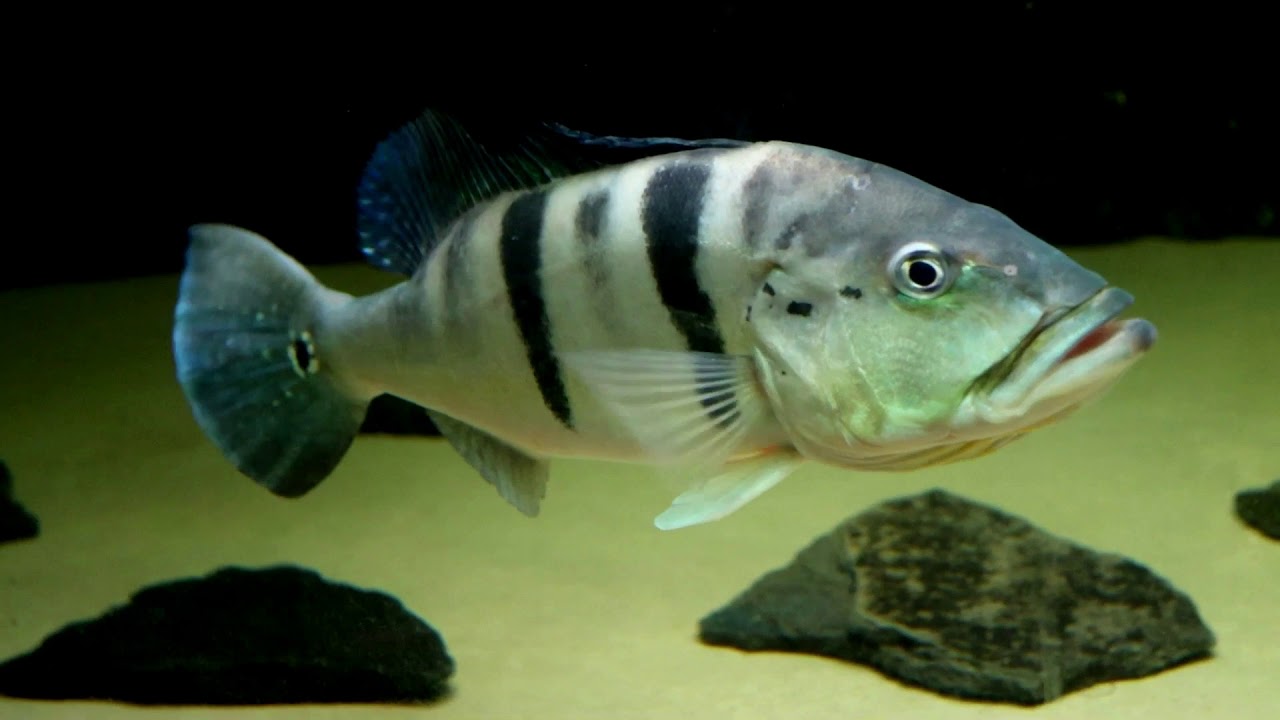 angry cichla piquiti - YouTube