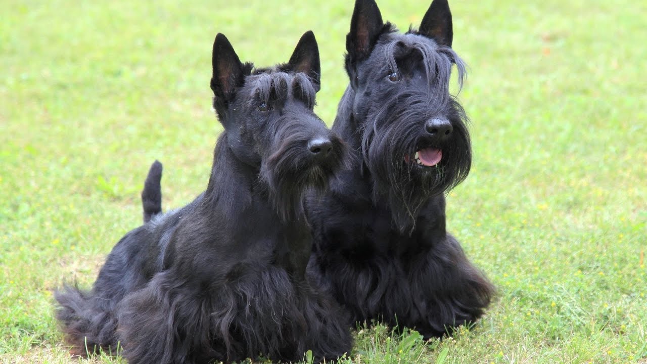 Scottish Terriers, or affectionately known as Scotties, are charming ...