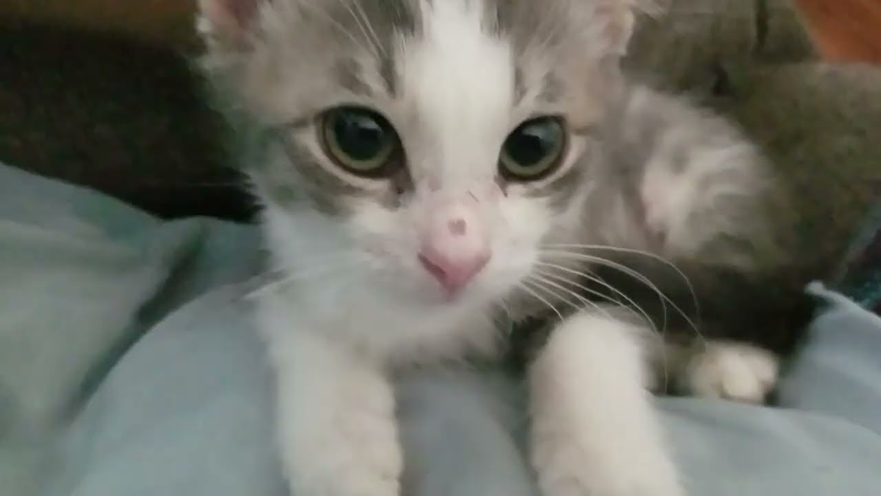 Cute kitten purring (turn up the volume) - YouTube