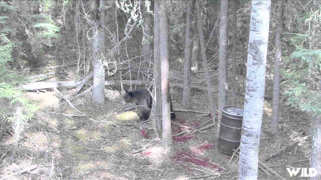 Into High Country - Monster Alberta Black Bears - YouTube