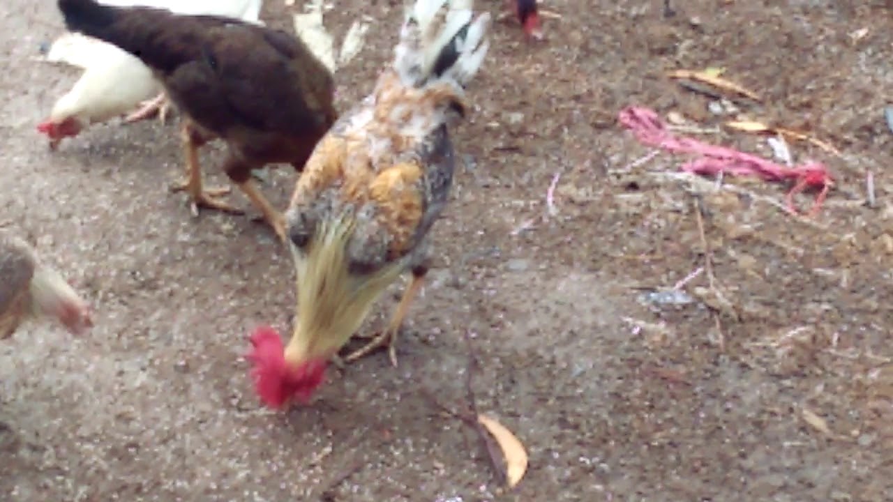 Banaraj kukuda farm and chiken sentar - YouTube