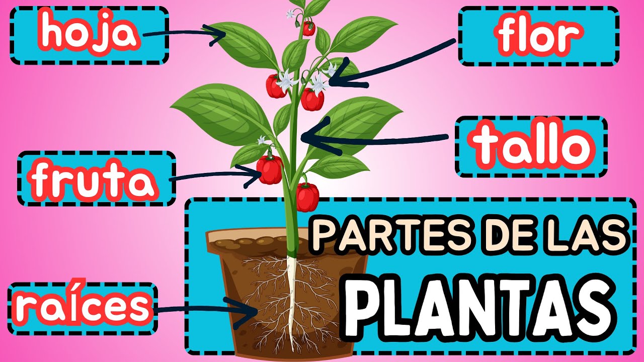 🪴Las Plantas Y Sus Partes Para Niños [ RAÍZ, TALLO, HOJAS FRUTOS y ...
