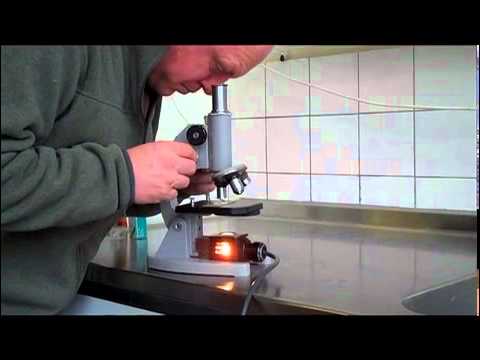 Werken met de microscoop - YouTube
