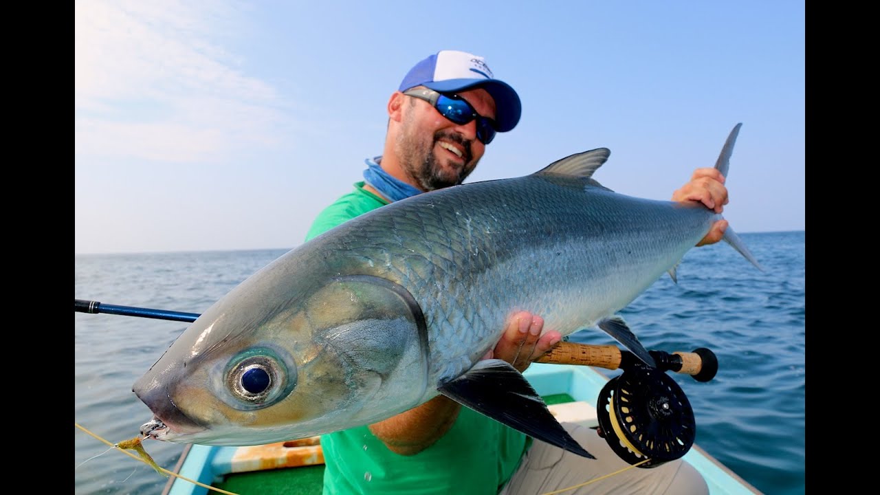 Arabian Milkfish on Fly - YouTube