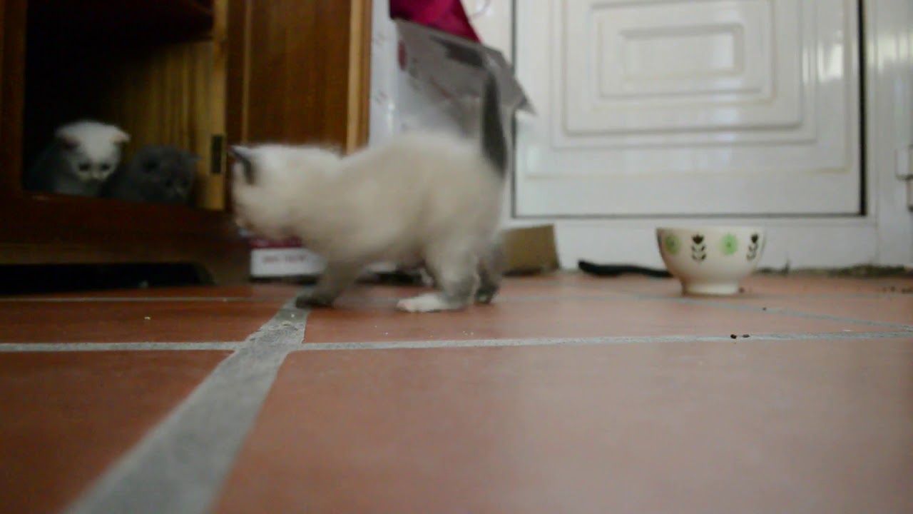 Kitten Cam - Cute Persian Siamese Mix Kittens Playing 4 Weeks Old #3 ...