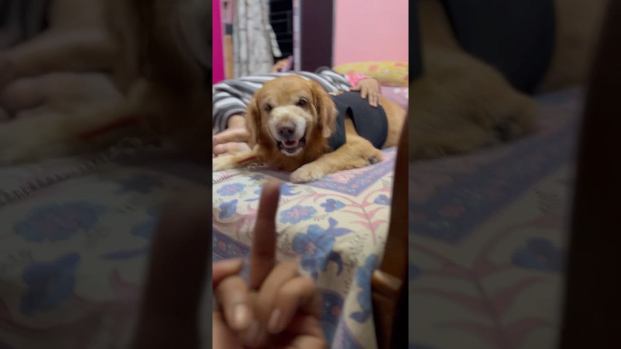 Showing middle finger to golden retriever reaction #barkingbliss #dog # ...