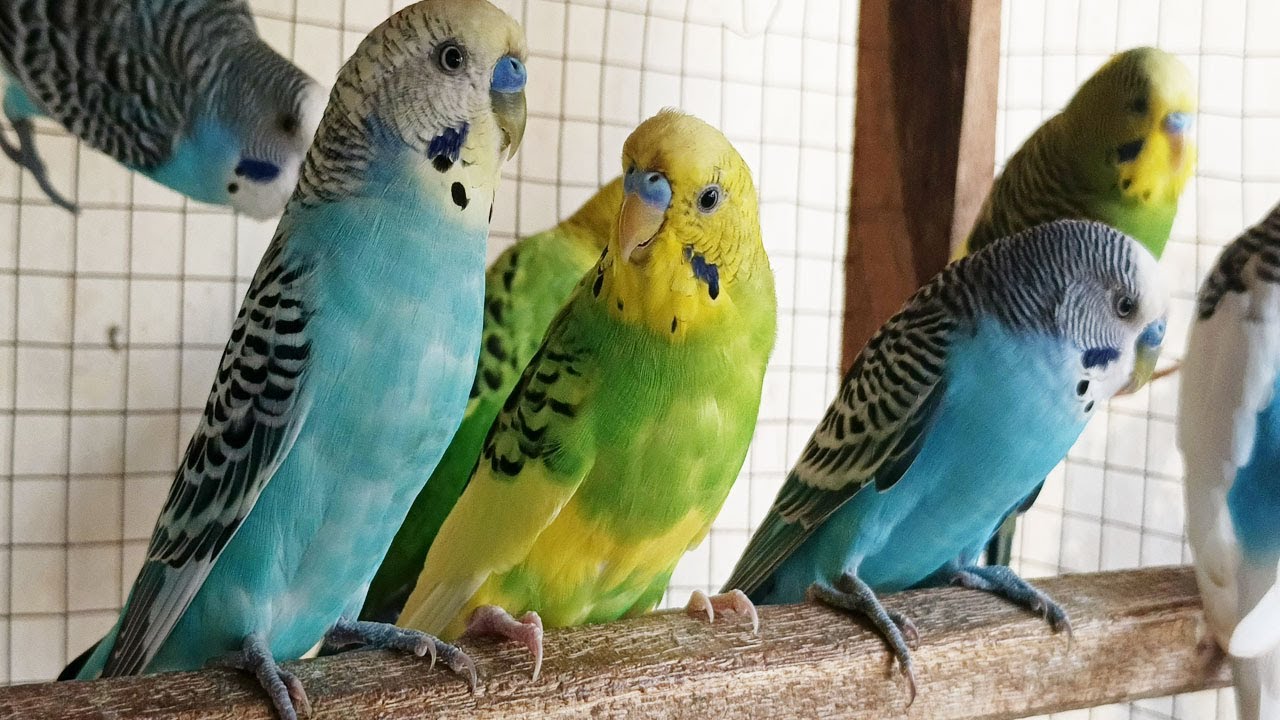 3 Hr Budgies Chirping Talking Singing Parakeets Sounds Reduce Stress ...