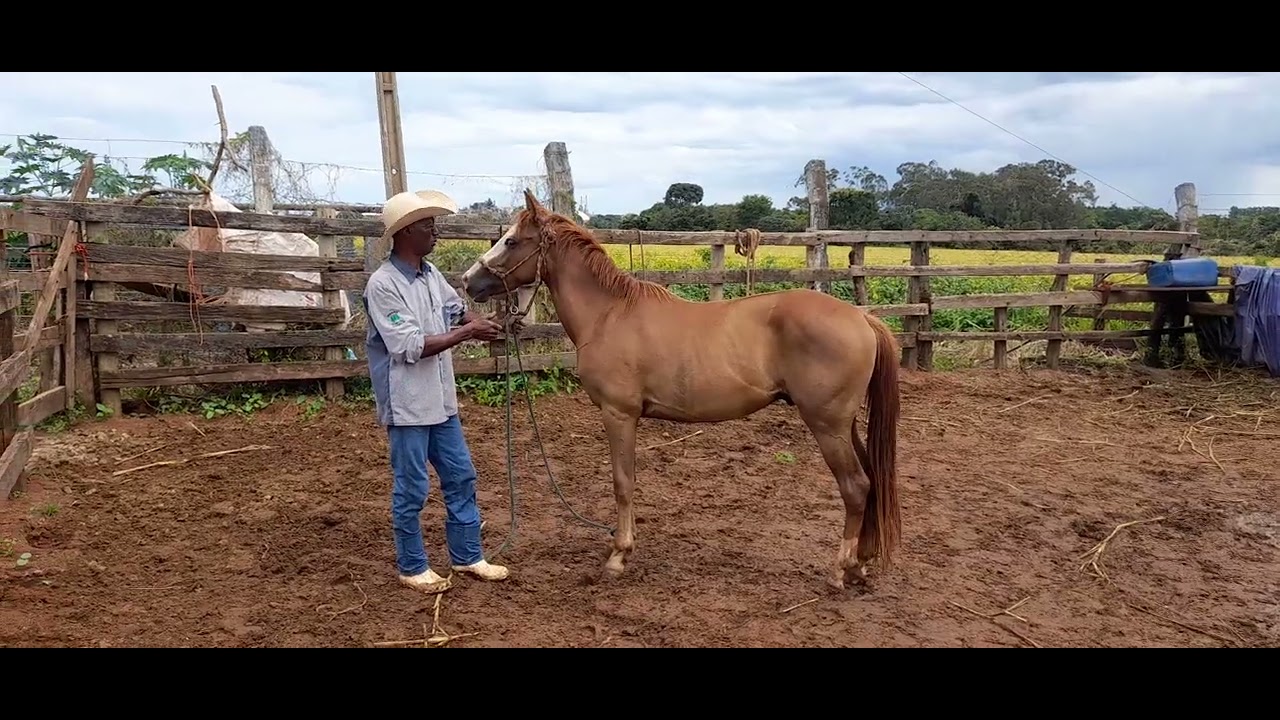 potro fantástico em faze inicial de doma procedimento para tirar as ...