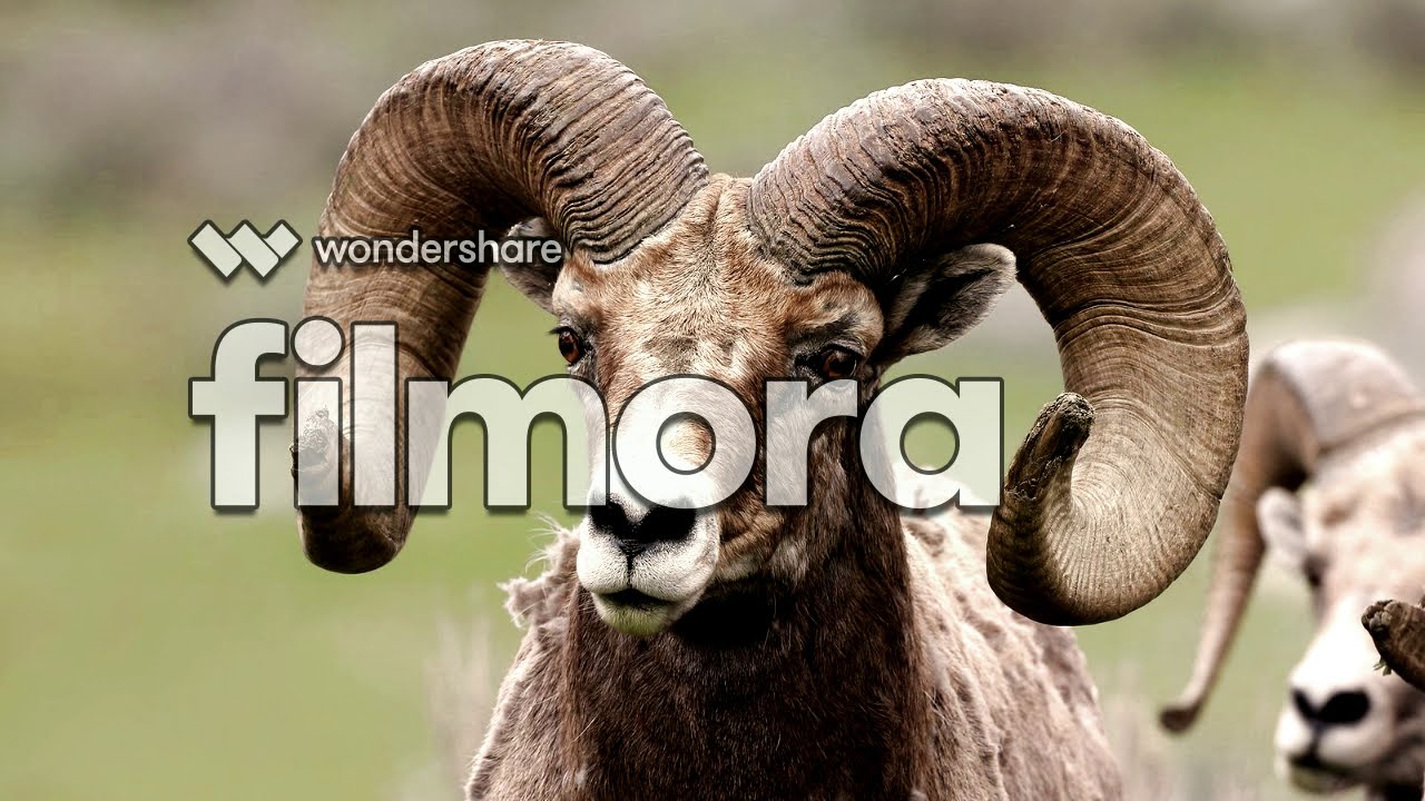 caracteristicas de los cimarrones - YouTube