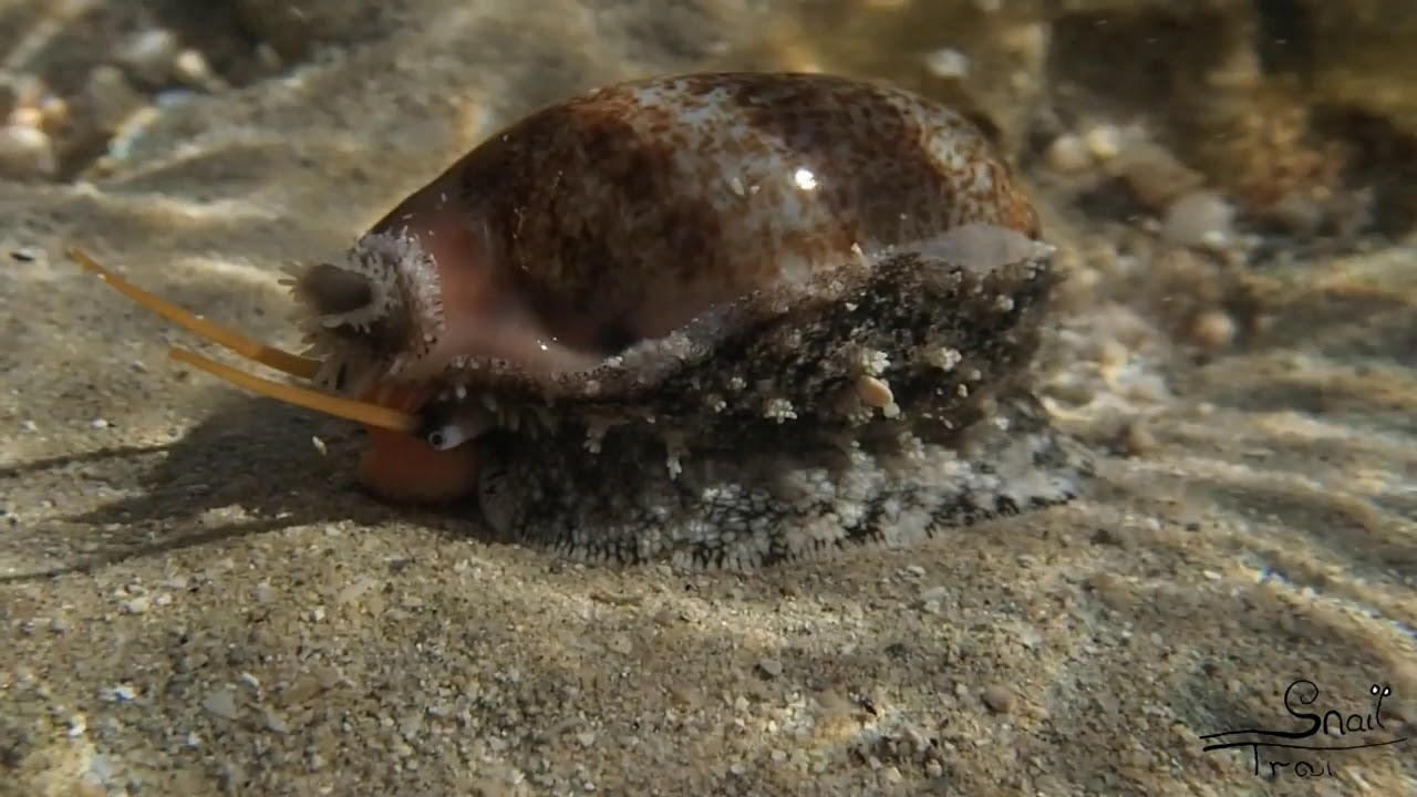 Cypraea caurica - Thick-edged Cowry - YouTube