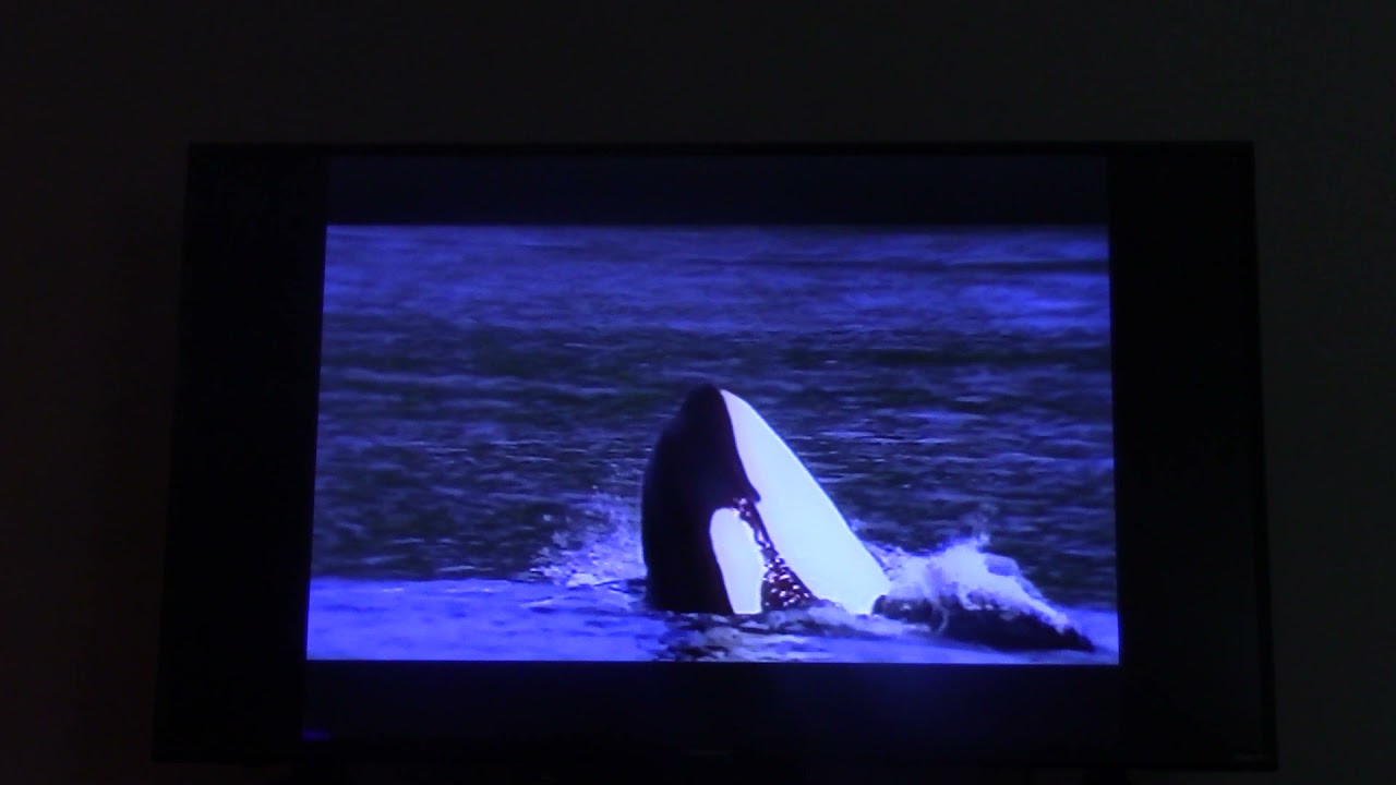 Closing to Flipper 1996 VHS - YouTube