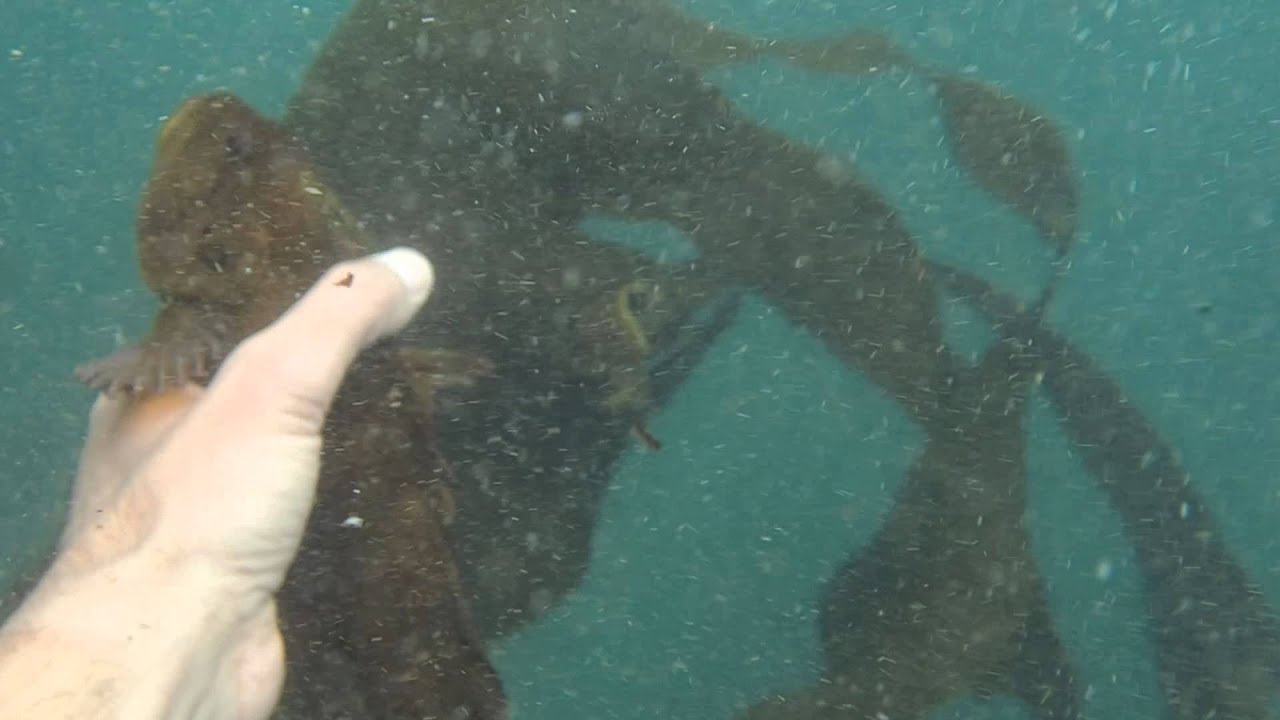 super klipvis - YouTube