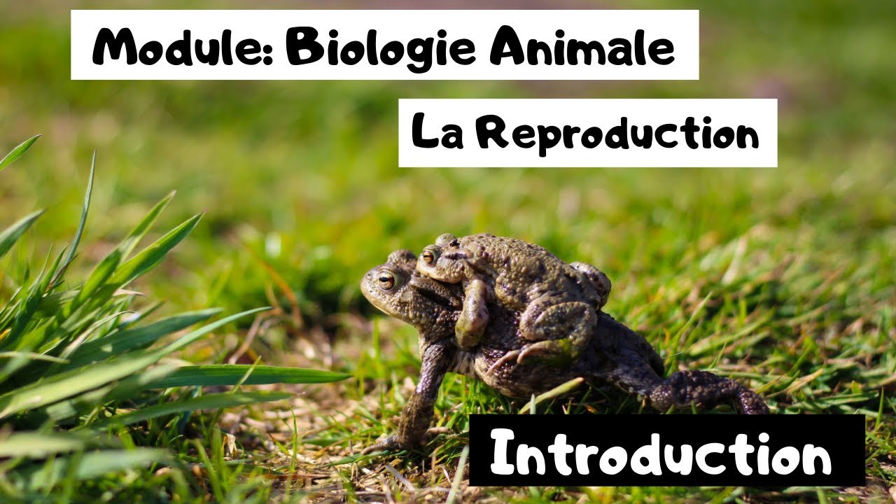 Biologie animale S1 : Reproduction -Introduction- ( شرح بالدارجة ...